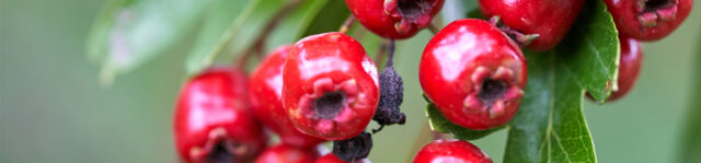 Paducelul - beneficii, utilizare si contraindicatii - Ayurmed